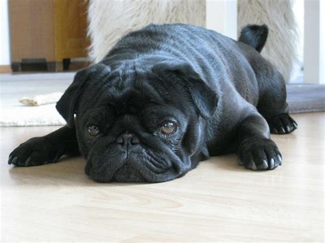 Colores del Pug según el tipo Que colores hay Pug Blanco o Plata