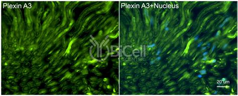 Plexin A3 Plxna3 Antibody Bicell Scientific®