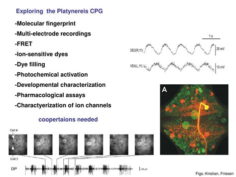 Ppt Comparison Of Central Pattern Generators And Locomotor Movements Powerpoint Presentation