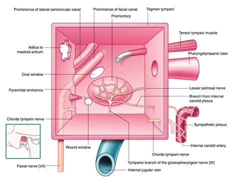 Middle Ear Diagram Close Up