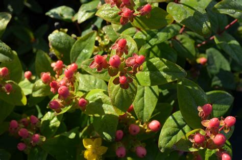 Hypericum Miracle Horizon Quality Greenhouses And Perennial Farm Inc