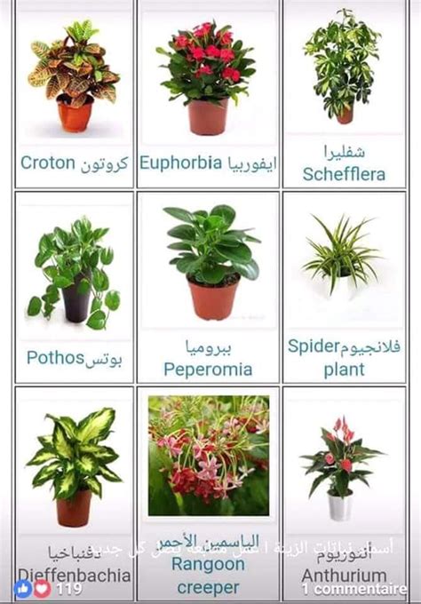 أنواع النباتات واسمائها