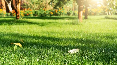 Lawn Grasses