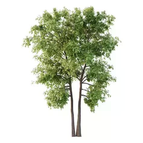 Alder Tree 04 3d Model Cgtrader