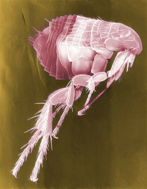 Download Free Photo Of Fleasiphonapterainsectparasiteelectron
