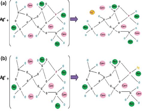 Possible Silver Ionic Reaction Into The Bioglass Matrix A For Lower