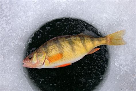 Tips For Catching Jumbo Yellow Perch Through The Ice Outdoor Life
