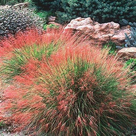 30 Ruby Muhly Grass Seeds For Planting Patio Lawn And Garden