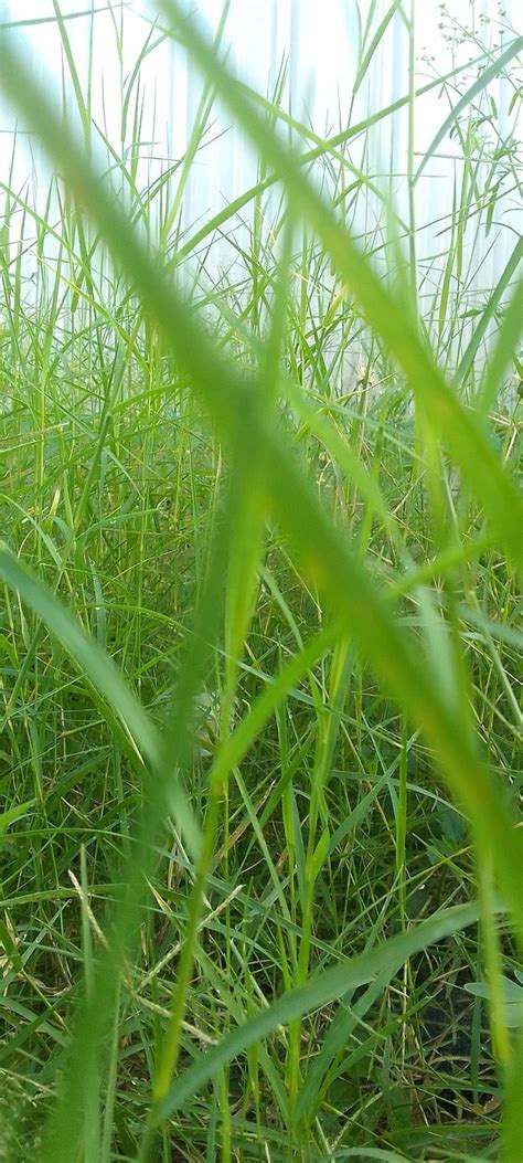 Green Grass Meadow Village Free Photo On Pixabay Pixabay Green Grass Meadow Village Free Photo On Pixabay Pixabay