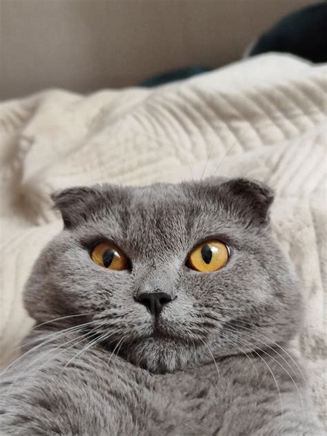 кот по имени Кекс британец шотландец вислоухий 📸😽 In 2024 Cute Cat