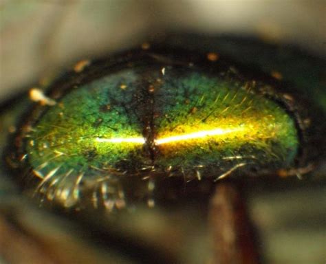 C Rufifacies Presencia De Incisión Dorsal En Vista Lateral Del