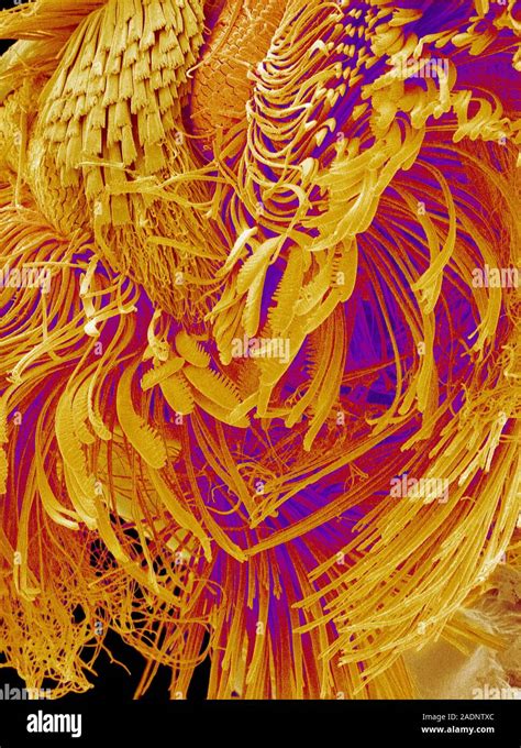 Mosquito Larva Head Coloured Scanning Electron Micrograph SEM Of The