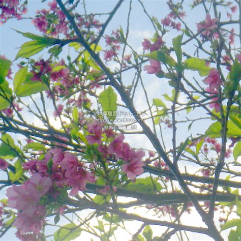 桜 カンヒザクラの写真 2023年03月11日撮影 沖縄離島ドットコム