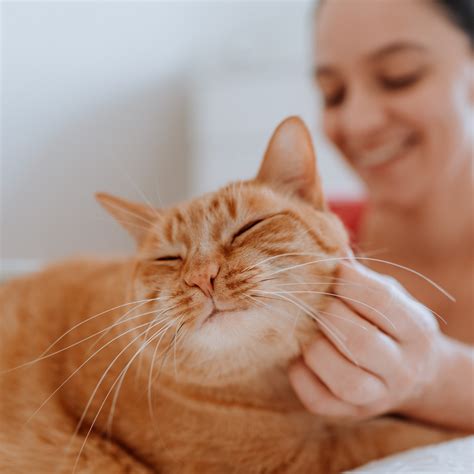 Being A Responsible Cat Owner Cool Cats Cat Sitting