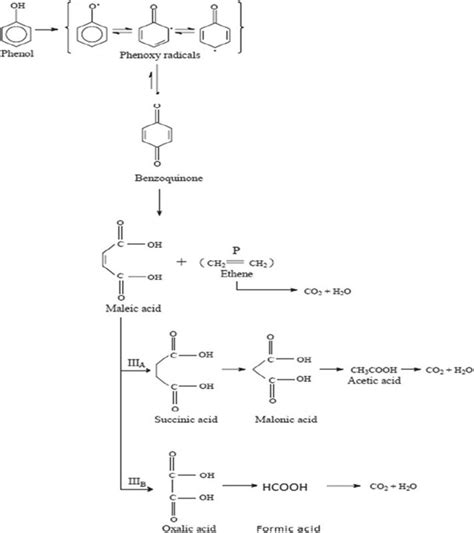 Reaction Pathway Of Phenol Electrochemical Degradation Download High