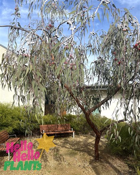 Weeping Gum Silver Princess Eucalyptus Silver Princess Gum