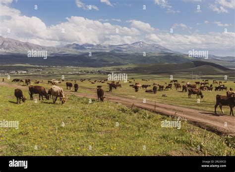 Cattle Herd Grazing In Grasslands Of Javakheti Plateau On Tskhratskaro