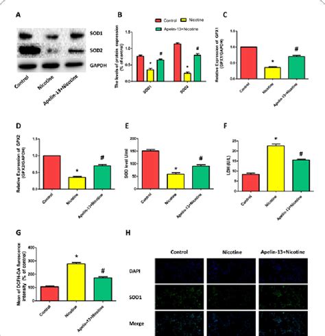 Apelin 13 Inhibits Nicotine Induced Oxidative Stress In H9c2 Cells