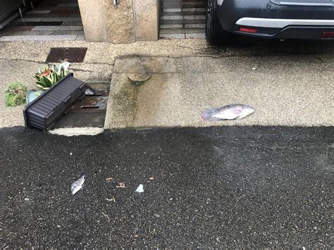 影台中迎雨彈轟炸！淹大水淪小河 驚見路面有魚在亂跳離譜畫面曝 Yahoo奇摩汽車機車