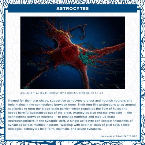 Astrocytes