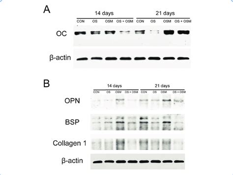 A Zebra Imaging Of Oc Western Blot B Zebra Imagings Of Col 1 Opn