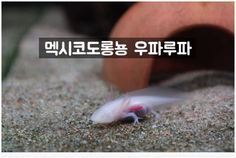 도롱뇽키우기 성장중인 우파루파들 먹이주기 네이버 블로그