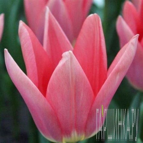 Тюльпан Непер Триумф 3 шт купить в Москве по низкой цене интернет магазин Гаршинка