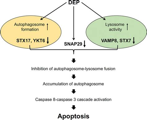 Schematic Model For DEP Induced ECs Apoptosis In Response To DEP