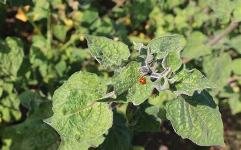 Community Farming Bringing Urban Consumers Closer To Food Production