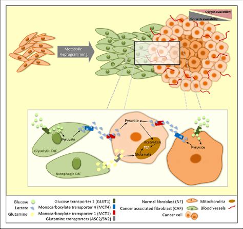 Metabolic Interactions Between The Tumor And Its Microenvironment