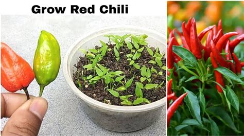 How To Grow Chillies At Home How To Grow Red Chile How To Grow Hot