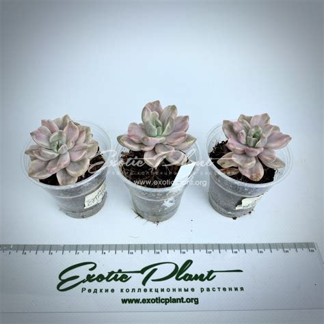 Graptoveria Mrs. Richards - exoticplantshop.org