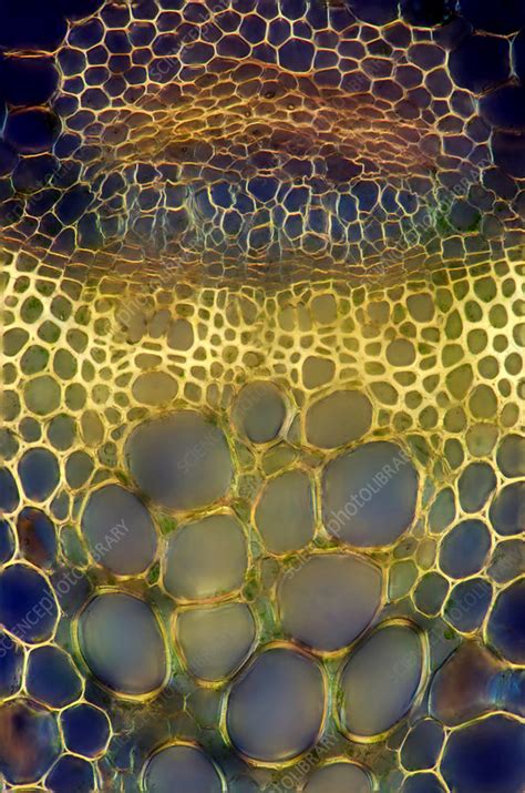 Lily Lilium Sp Stalk Light Micrograph Stock Image C0374422