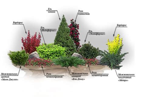 Композиция из хвойных растений Flower Garden Design Garden Plants