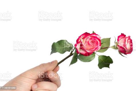 분홍색 장미 흰색 배경에 고립 격리와 남자의 손 클로즈업 스탠드를 복사 합니다 기념일에 대한 스톡 사진 및 기타 이미지