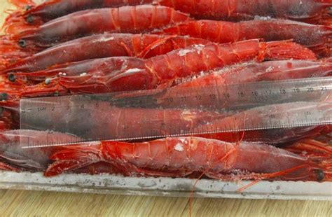 【禧福水產】船凍生食級胭脂蝦0號葡萄 特價1100元1kg±10盒11 20隻 頂級食材居酒屋日式餐廳團購可批 Yahoo奇摩拍賣