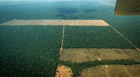 Mato Grosso Tem Sete Cidades Entre As Dez Que Mais Desmataram A
