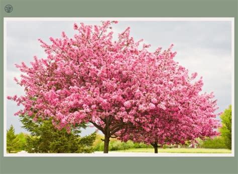 Pros And Cons Of Redbud Trees A Comprehensive Guide