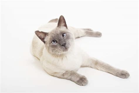 Ragdoll Siamese Mix Ragamese Ragdoll Cats World