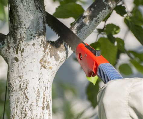 How To Use A Pruning Saw Properly And Safely Homes And Gardens