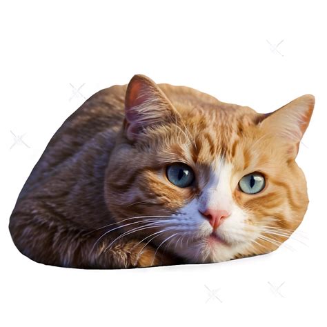 Cat Meme Png Images 300