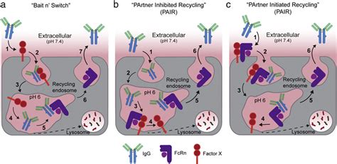 Alternative Igg Salvage Theories That Act In Combination With Fcrn A Download Scientific