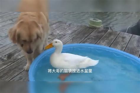 鸭子打扰猫咪睡觉，暴怒的猫咪把鸭子一顿胖揍鸭子猫咪暴怒