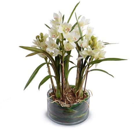 Cymbidium Orchid Leaf It White New Growth Designs