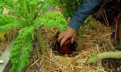 Ollas Irrigate Your Garden With Ancient Tech Epic Gardening