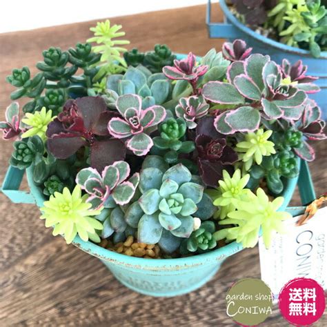 【楽天市場】多肉植物寄せ植え パステルブリキカップ（各色） 多肉植物 鉢植え プレゼント ギフト 送料無料 敬老の日 母の日プレゼント 誕生日