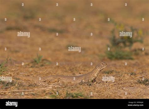 Indian Spiny Tailed Lizard Or Hardwickes Spiny Tailed Lizard Stock