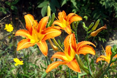 【植物摄影图片】纪实摄影随缘太平洋电脑网摄影部落