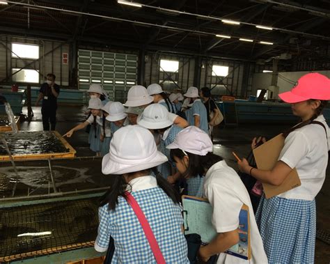 水あげの様子を見たよ小5 魚市場総合水産試験場見学 長崎精道小学校 長崎精道中学校
