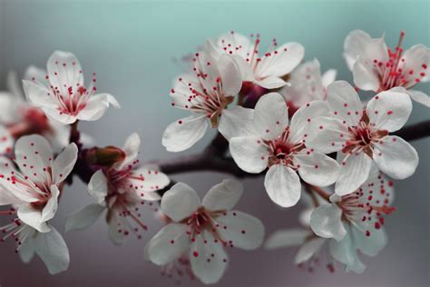 Free Images Tree Nature Branch White Leaf Flower Petal Bloom